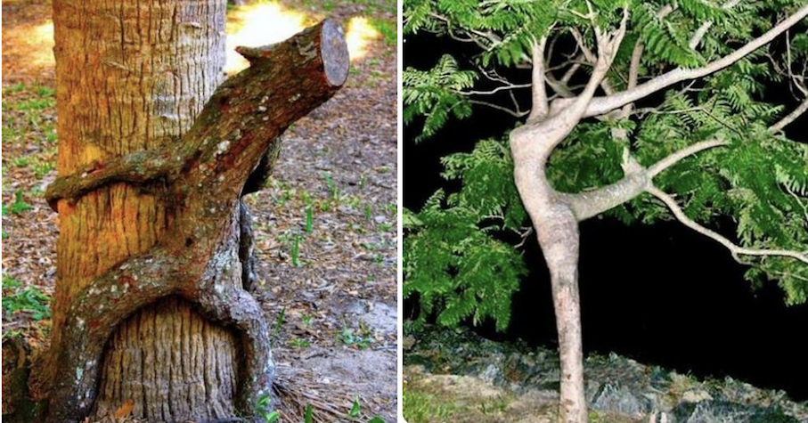 Simply 13 Sexy Trees The Poke